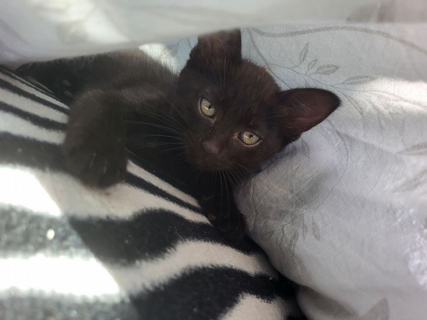 Умные котята в добрые руки