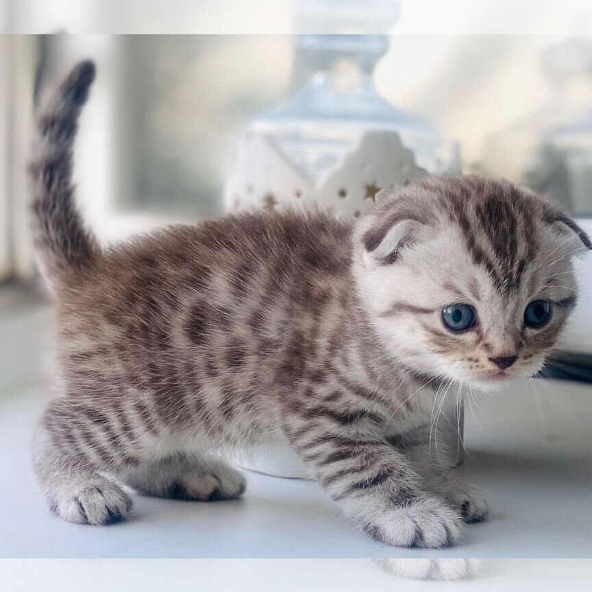 Шотландский вислоухий короткошёрстный котёнок