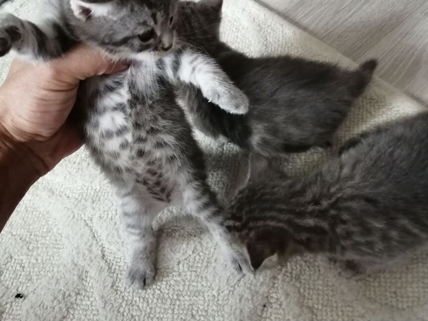Котята