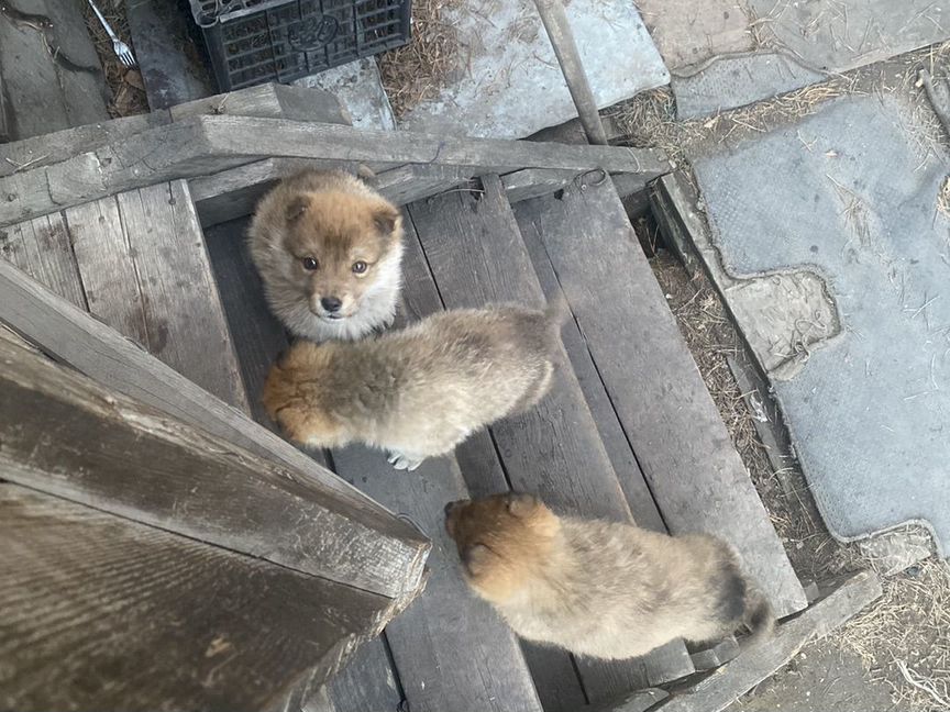 Щенки В добрые руки