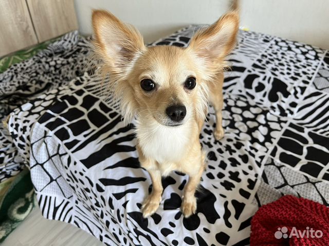 Собакен маленькой породы