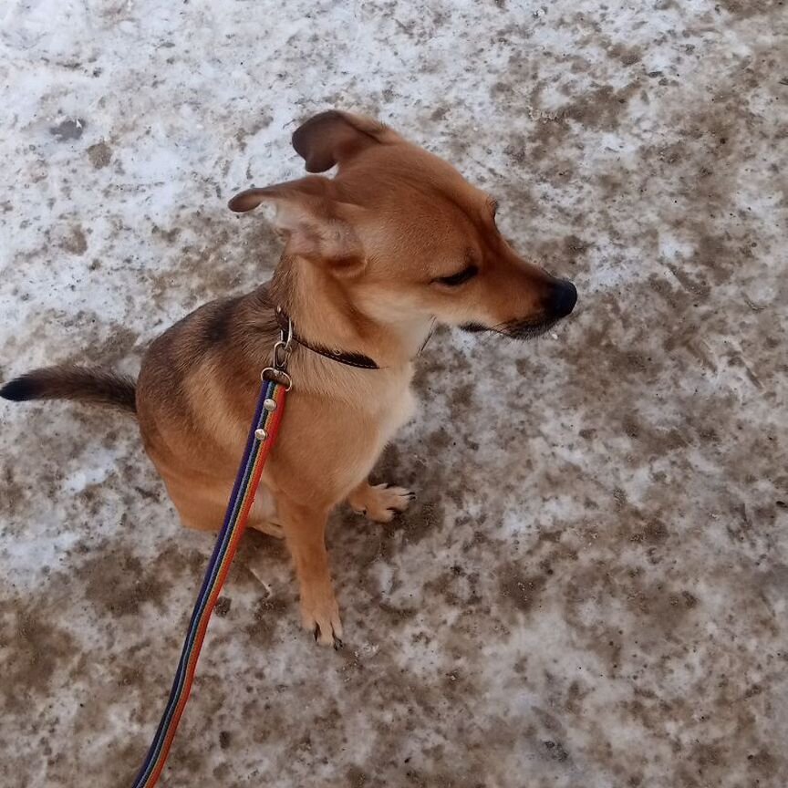 Зеленодольск, город