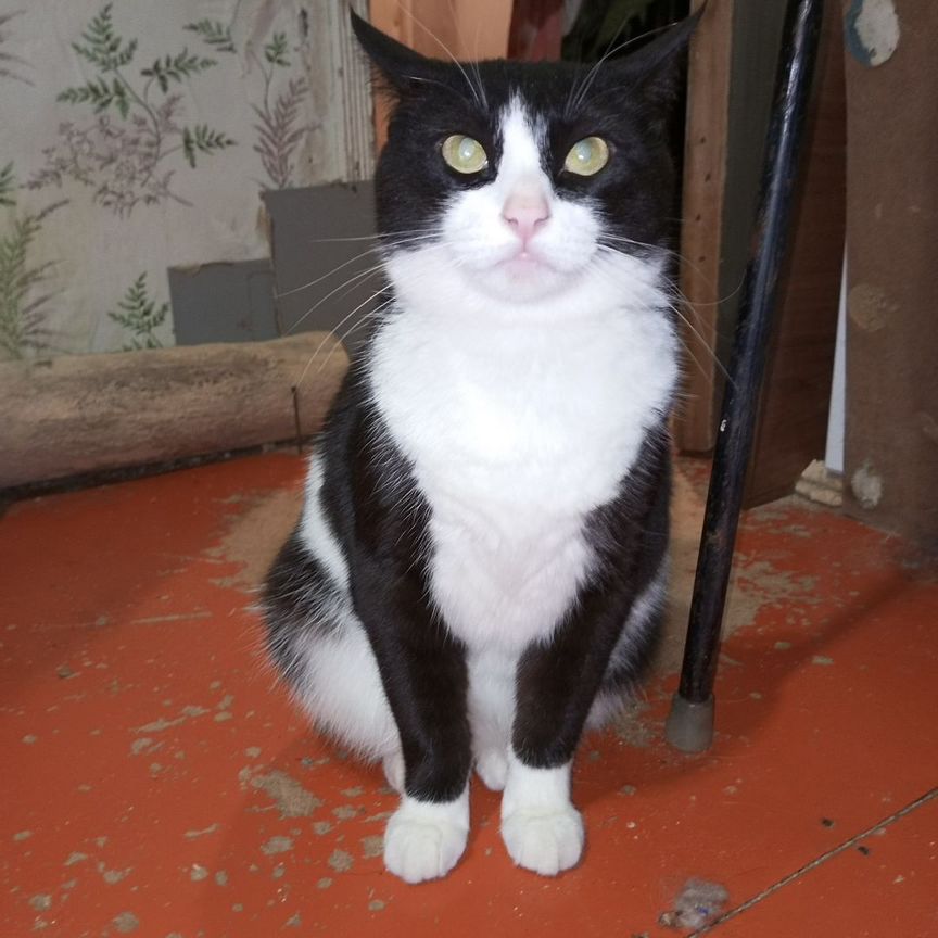 Кошечка Ася