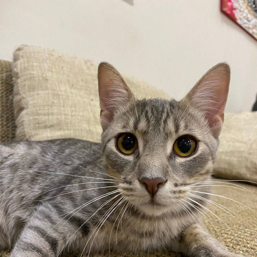 Не мечтает о доме