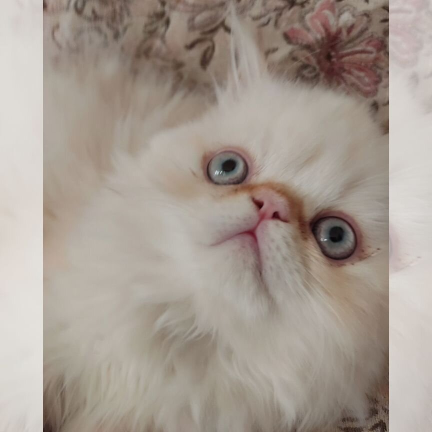 Персидский котик колорного типа