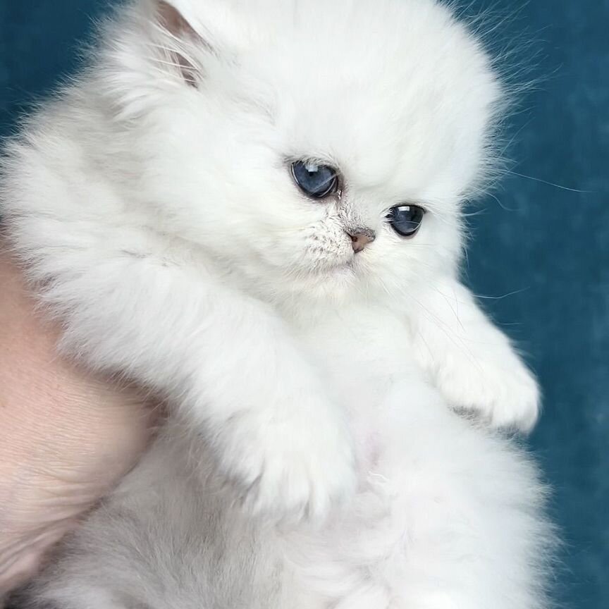 Персидская шиншилла