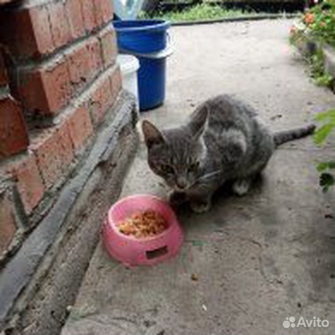 Котик котенок до года молодой