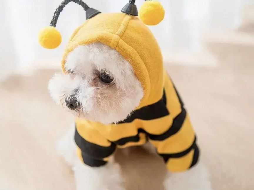 Костюмчик Пчёлка для животных