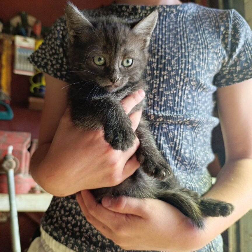 Котёнок в добрые руки