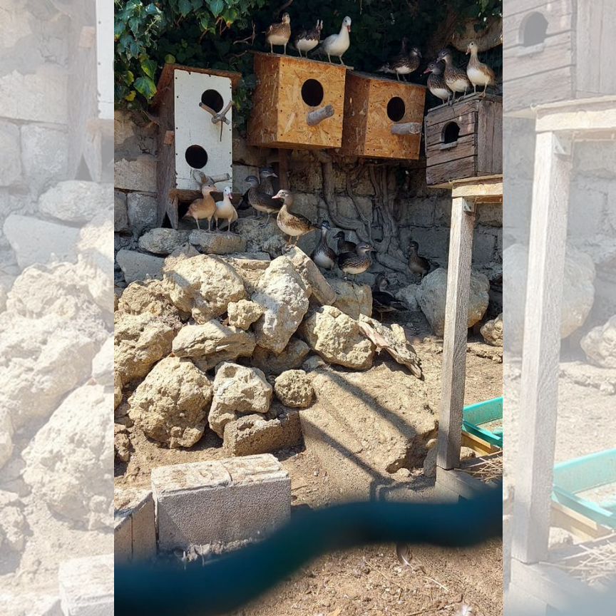 Декоративные утки