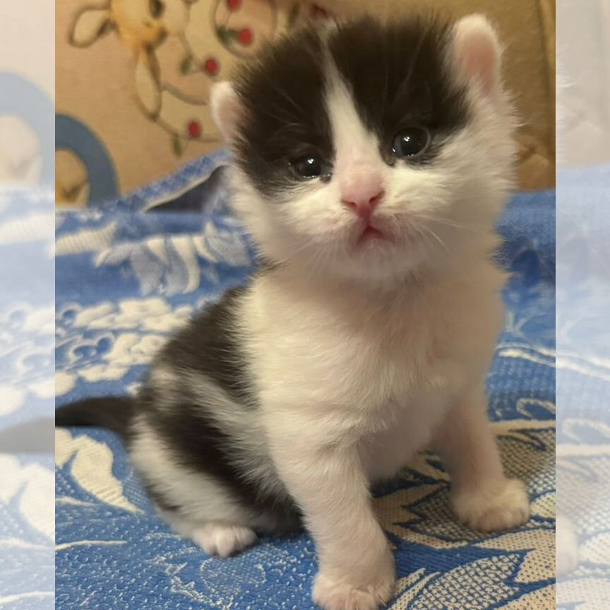 Котёнок в добрые руки