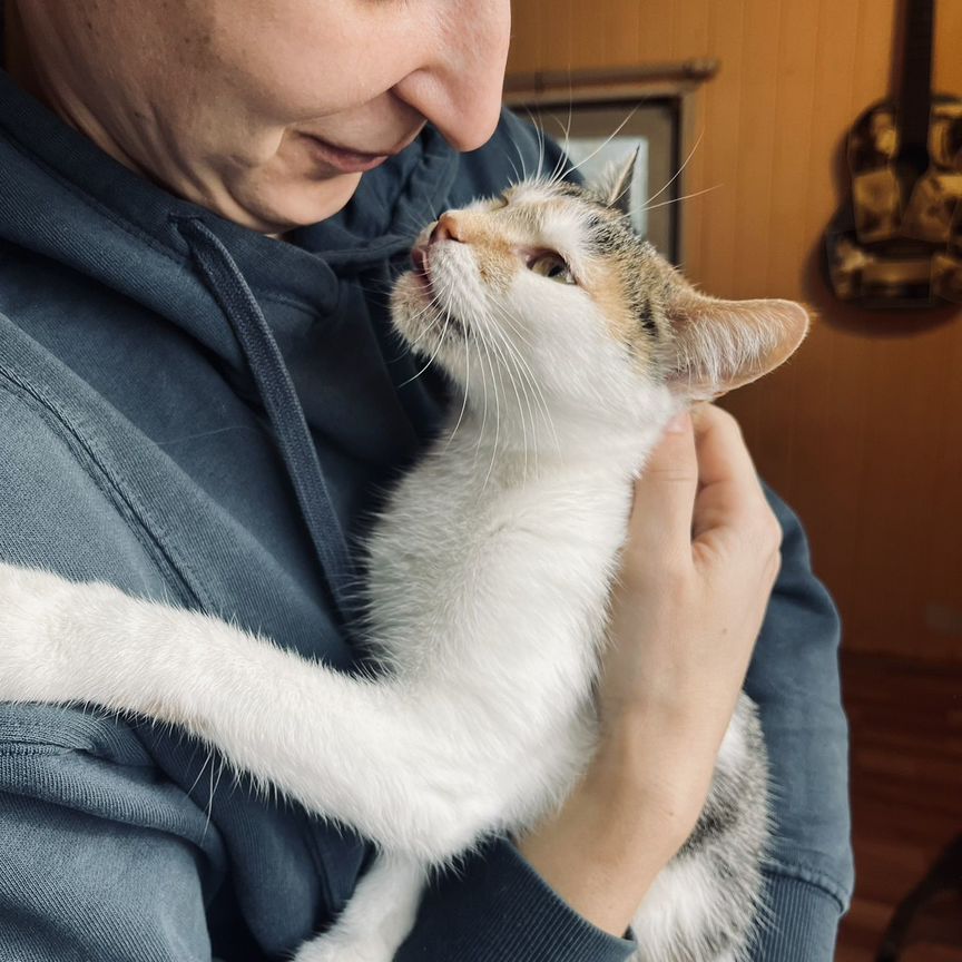 Бездомная кошечка