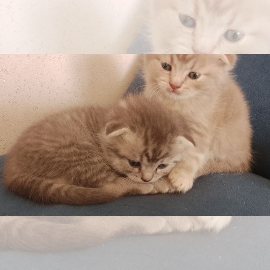 Шотландские вислоухие котята
