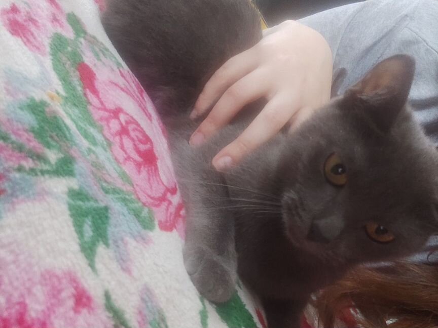Кошка Русская голубая отдам