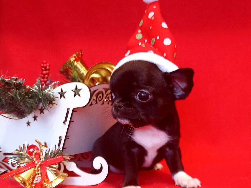 Черная мини чихуахуа