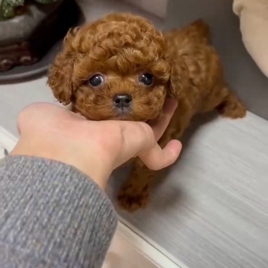 Тедди пудель импорт Китай мальчик