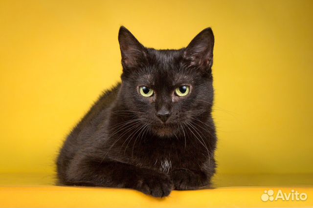 Беспородные