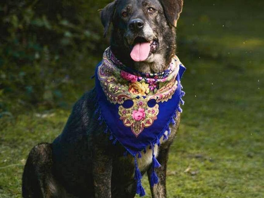 Герда няня детей собака в добрые руки