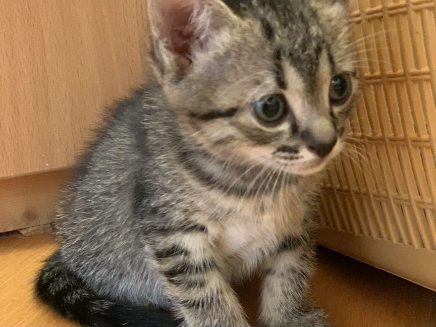 Котята ищут новую семью