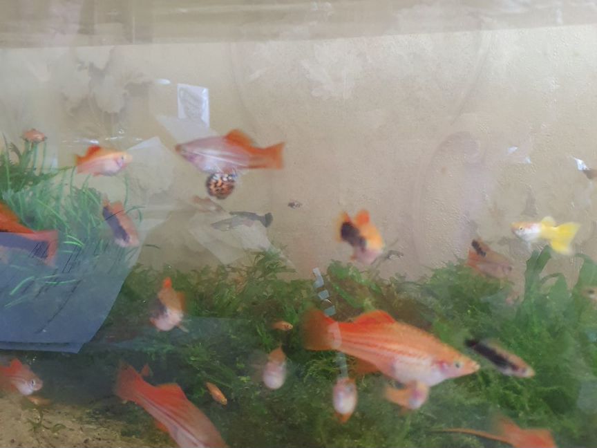 Отдам меченосецев