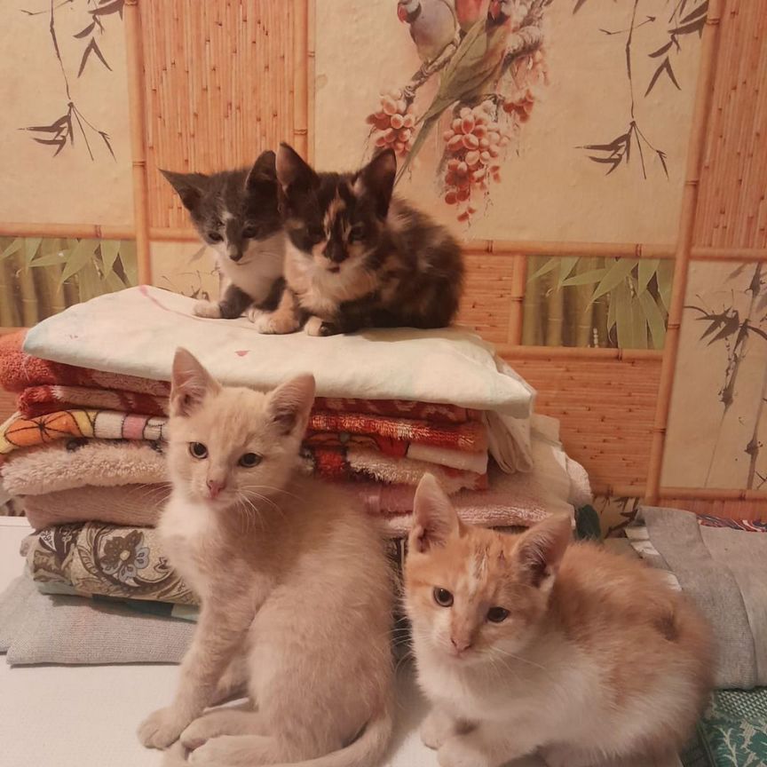 Котята в добрые руки