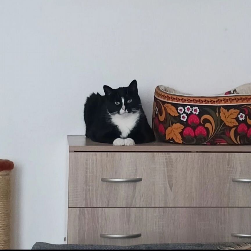 Кошка ищет дом