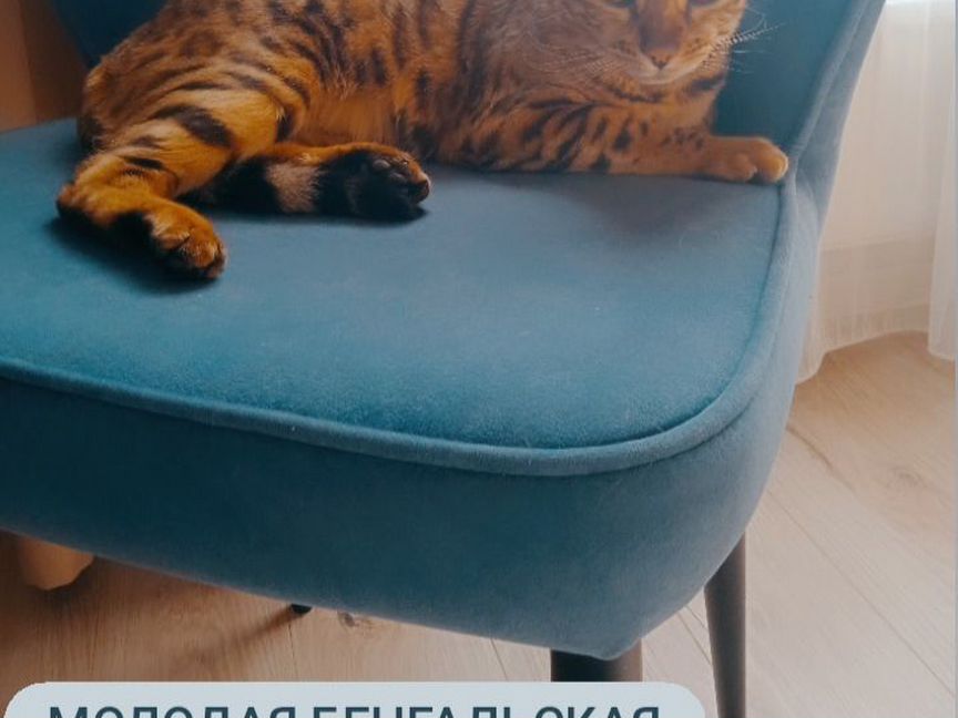 Кошечка для вязки