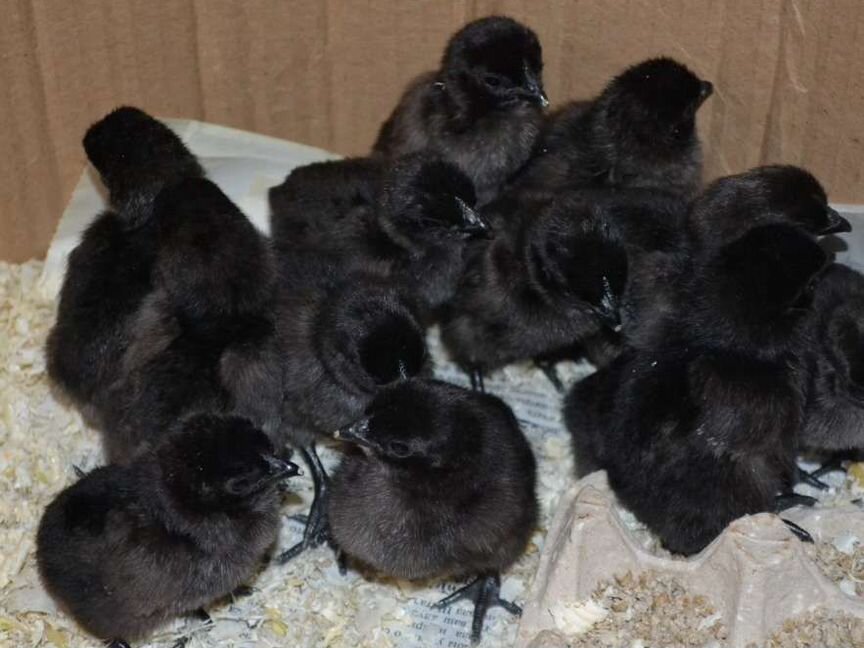 Цыплята ухейилюй