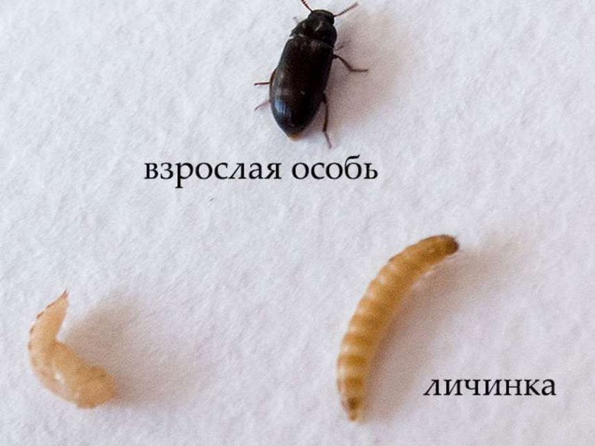 Аквариумные рыбки отдам бесплатно