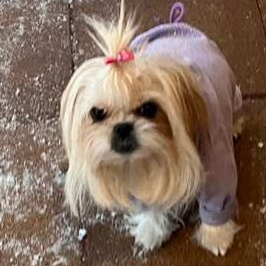 Мальтийская болонка, взрослая собака