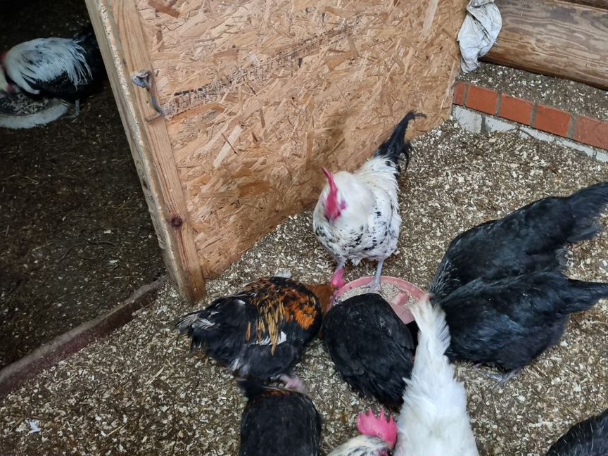 Молодые петухи