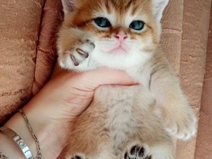 Шотландские шикарные золотые котята