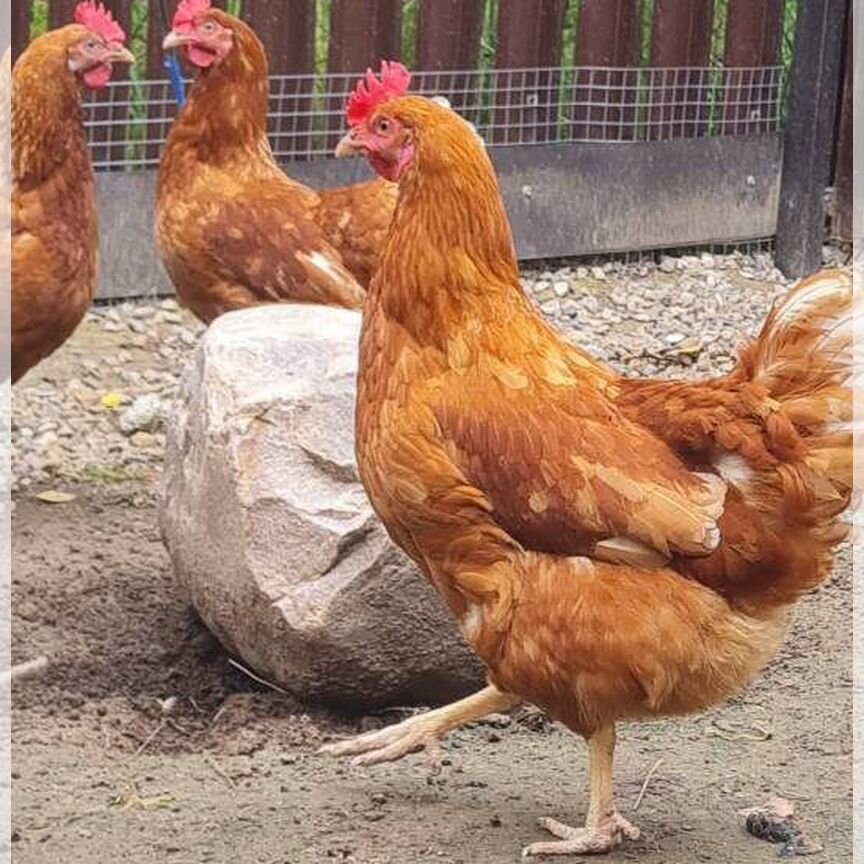 Куры несушки