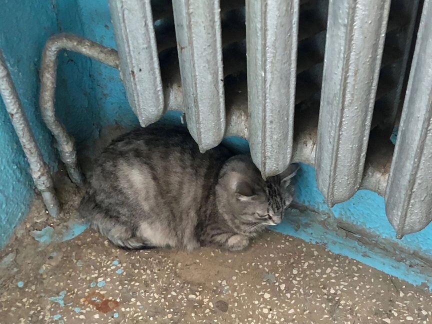 У неё погибла хозяйка