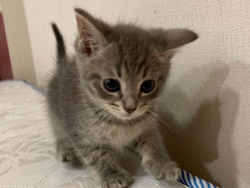 Котята 1, 5 мес