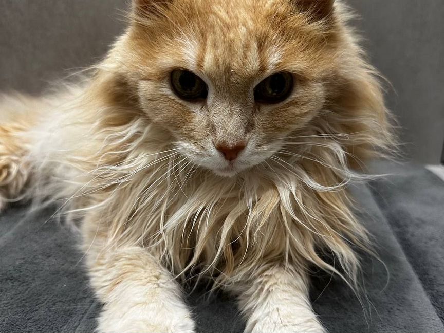 Котик в добрые руки Предали и выбросили