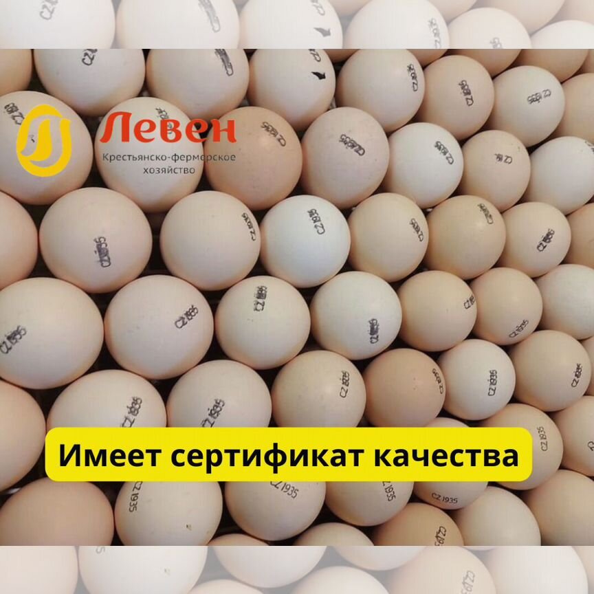 Инкубационное яйцо бройлера Кобб 500 и Росс 308