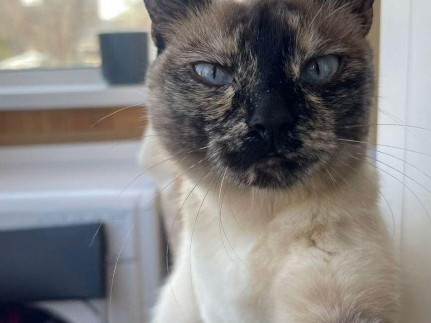 Кошка бесплатно