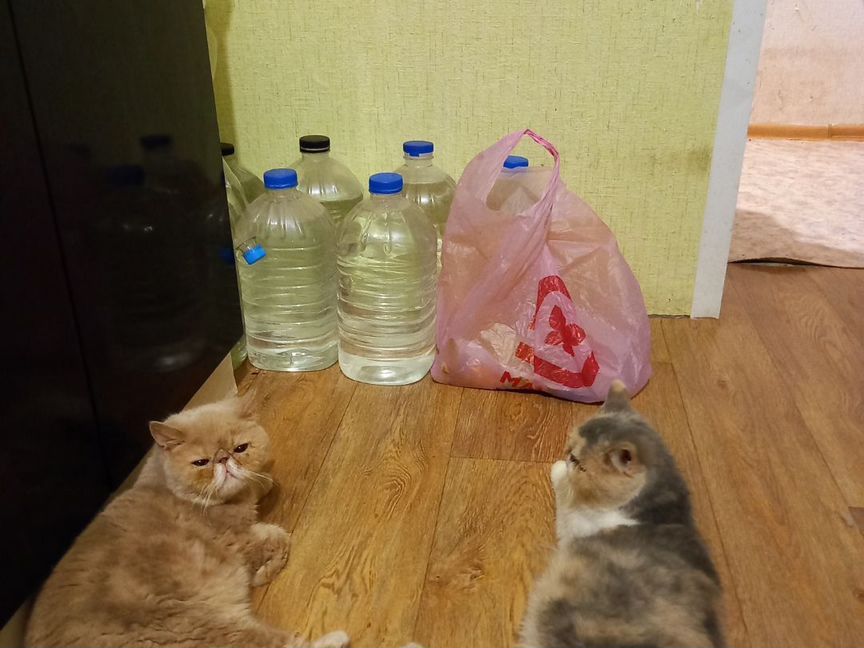 Экзотическая кошка в дар