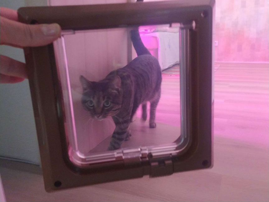 Продам дверь для кота