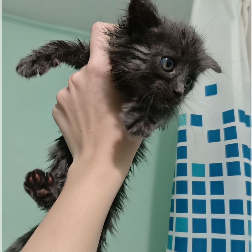 Котёнок в добрые руки
