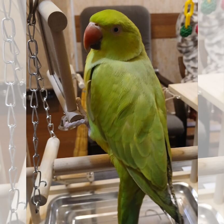 Ожереловый попугай