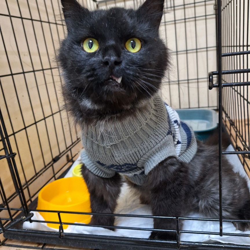 Котик в добрые руки