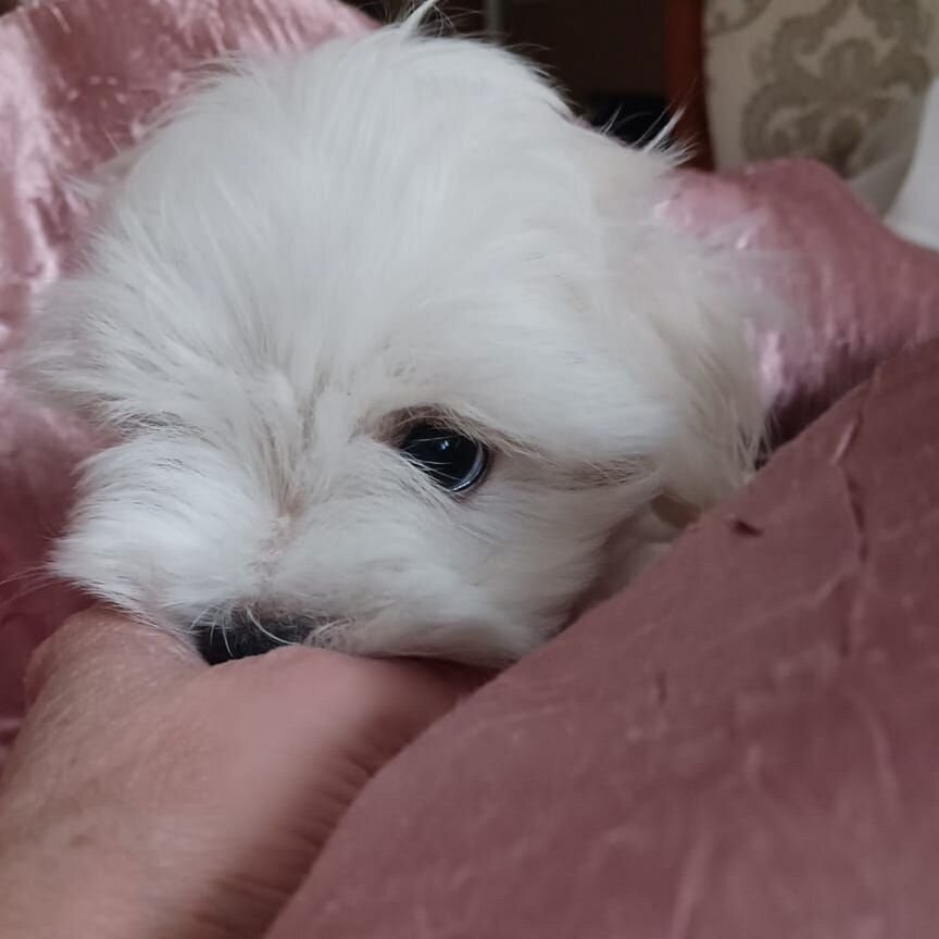 Щенки мальтезе мальчишки