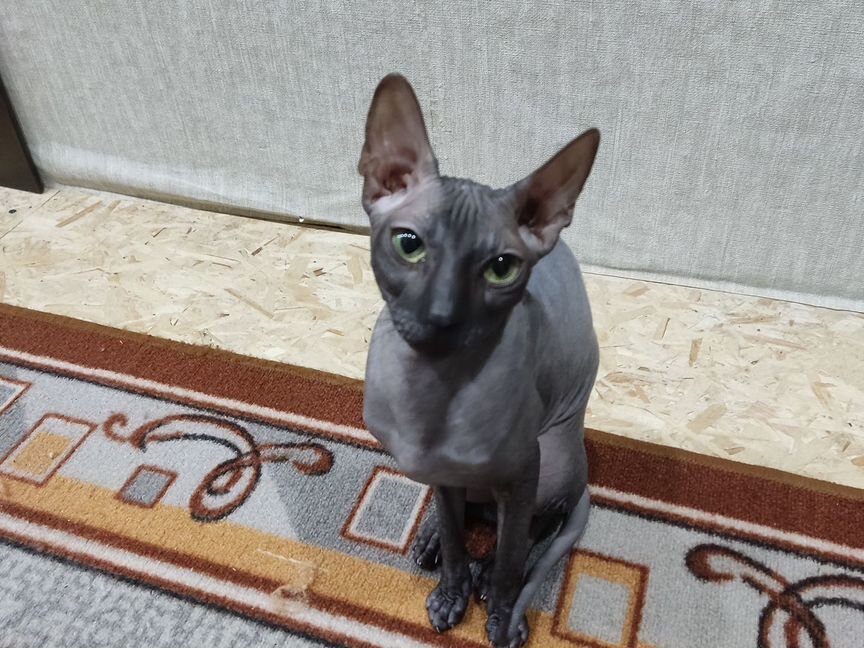 Донской сфинкс вязка ищем кота