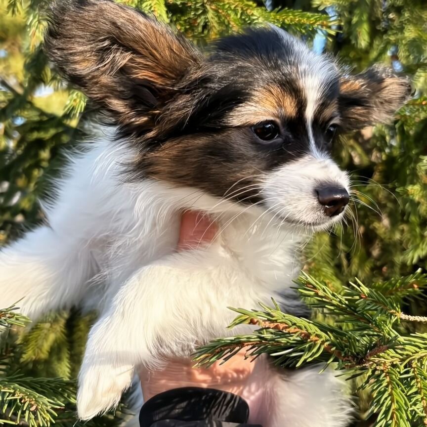 Континентальный той-спаниель папильон, щенок