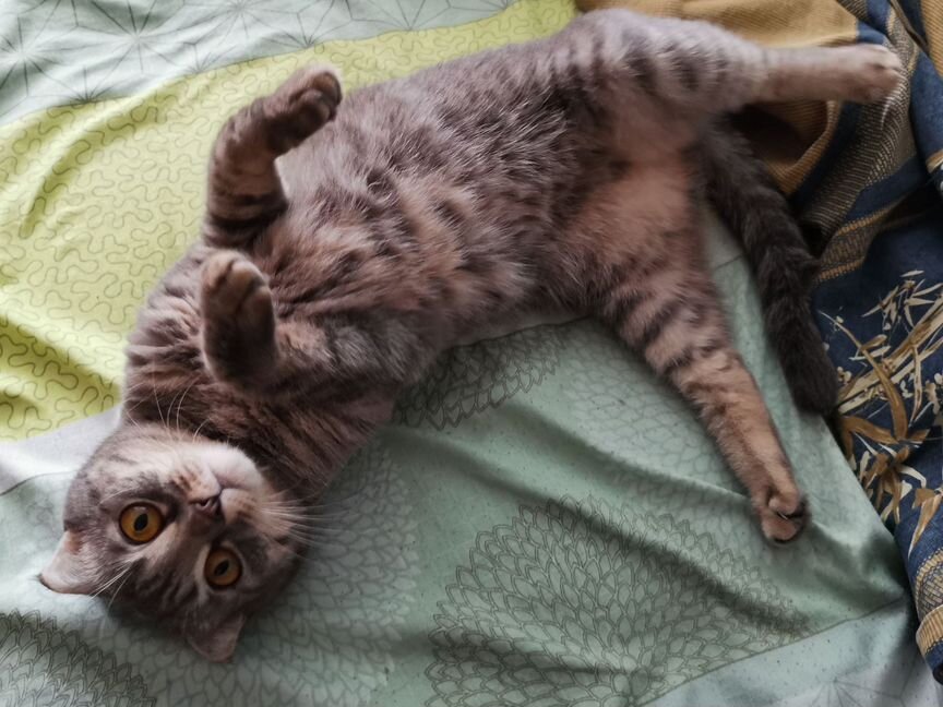Британская вислоухая кошка