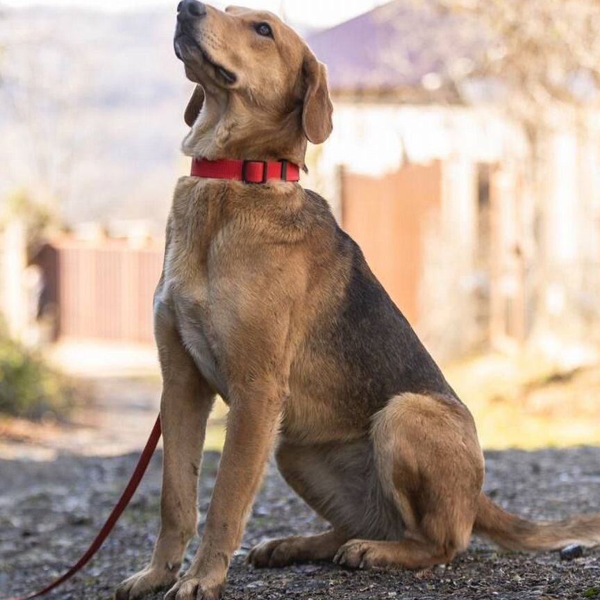 Прекрасная собака в добрые руки