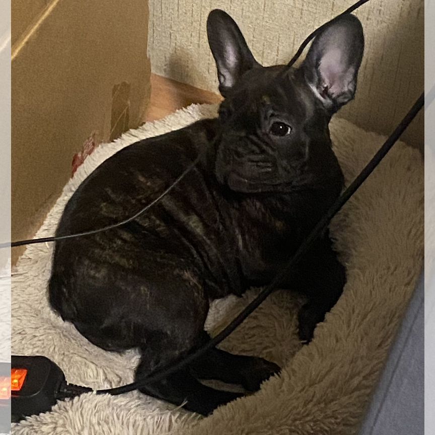 Французский бульдог, взрослая собака