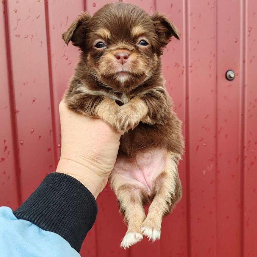 Продаётся девочка чихуахуа